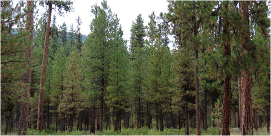 Projects – Montana Federation of Garden Clubs